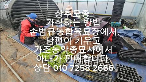 상추모종가식하는방법 손범규농합육묘장에서남편이키우고가조농약종묘사에서아내가판매합니다 농합면역플러스 상담01072582666 손범규농합육묘장 가조농약종묘사 Youtube