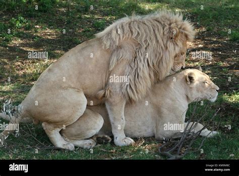 Lion Park White Lion And Lioness Mating Panthera Leo Krugeri Stock Photo Alamy