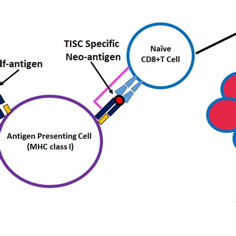 Schematic Representation Of The Antigen Presentation Of Neoantigen Download Scientific Diagram