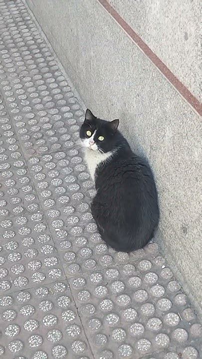 از نوک پات تا نوک کلت چند سانتهmusic Animals Shorts Youtube