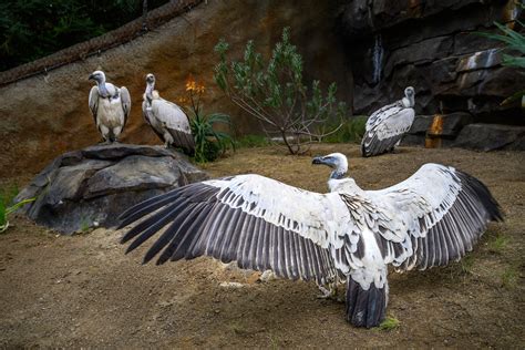 A New Home For Cape Vultures Opens At The La Zoo Los Angeles Zoo
