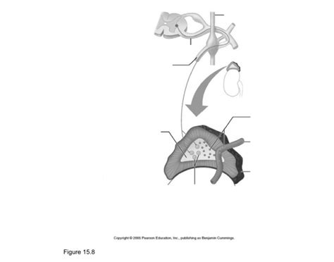 Sympathetic Innervation Of Adrenal Medulla Quiz