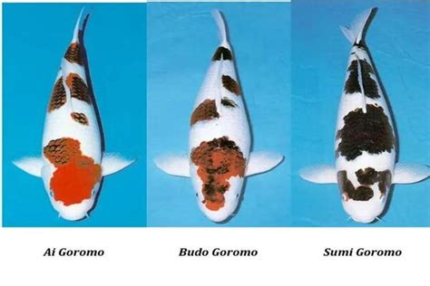 Cá Koi Goromo Nguồn Gốc Đặc điểm Và Cách Lựa Chọn Goromo