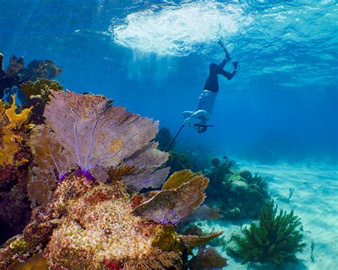 Best Places To Freedive In The Dominican Republic Freedivingdr
