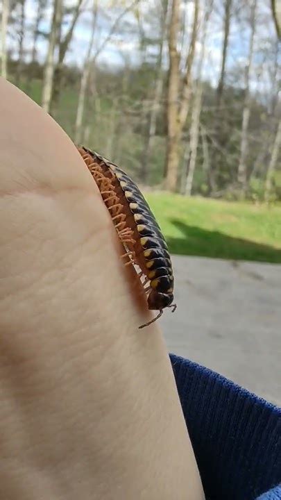 Almond Millepede Youtube
