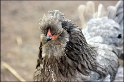 Portrait Of Araucana Hen Blue Eggs