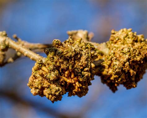 Forsythia Plant Care And Growing Tips Gardeningetc