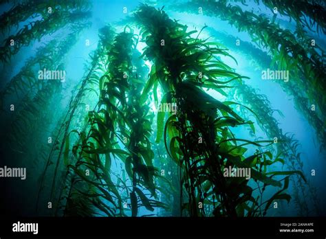 Giant Kelp Macrocystis Pyrifera Kelp Forest Grows On A Rocky Bottom