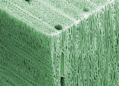 Wood Under An Electron Microscope R Interestingasfuck X Post Ift Tt 2lrzkcn Learn