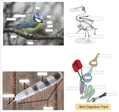 Biology Bird Structure And Function Image Diagram Quizlet