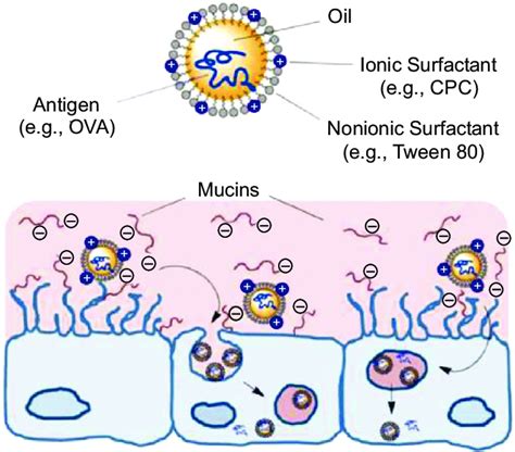 Structure Of A Nanoemulsion Ne Droplet And Illustration Of