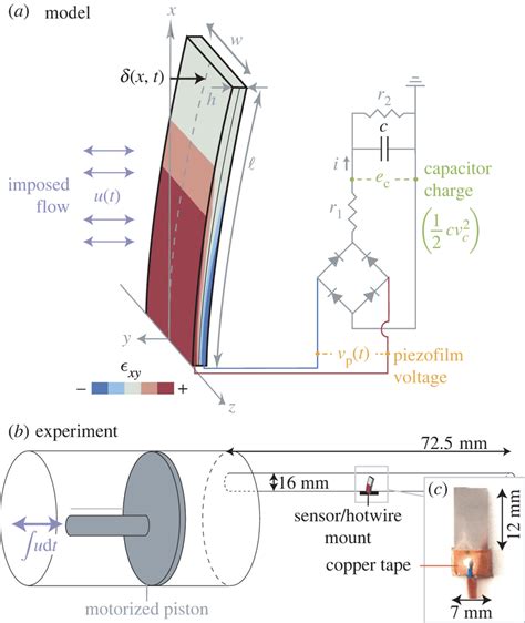 Model Experiment Set Up A An Oscillating Flow Causes An Oscillating Download Scientific