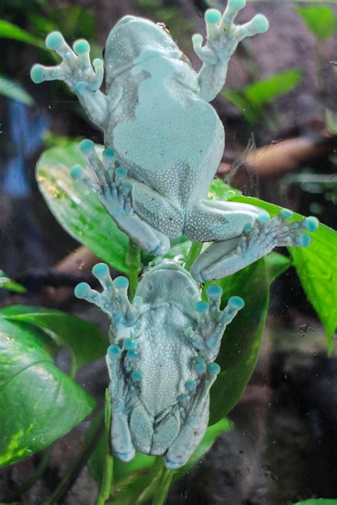 Sq Online Bioengineering Of The Future Optogenetics