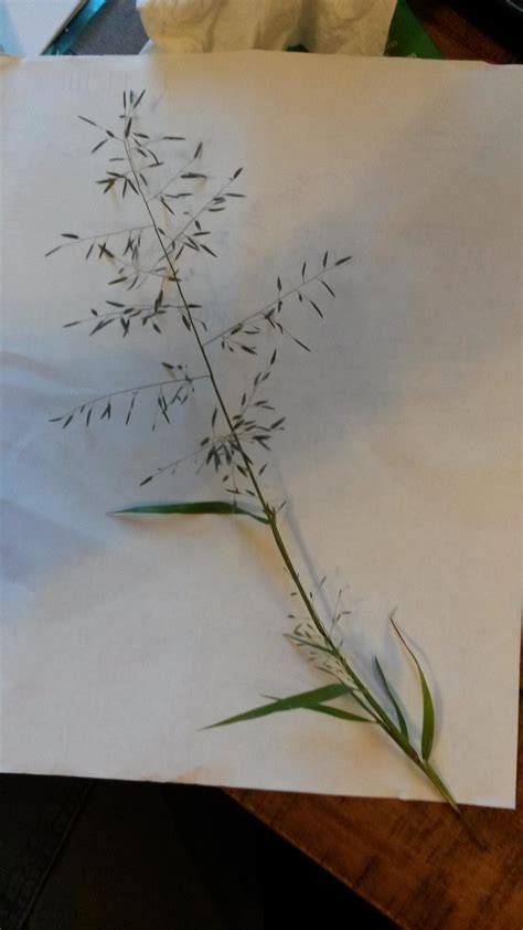 Unknown Grass In The Plant Id Forum