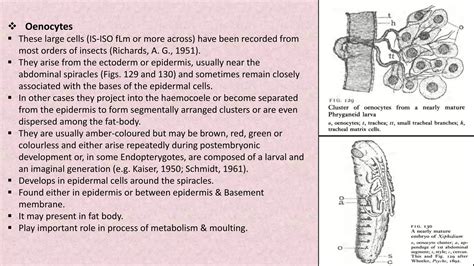 Insect Body Wall Its Structurecuticular Outgrowth Colouration And