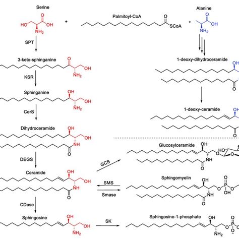 Simplified Sphingolipid Biosynthesis Scheme Condensation Of Serine Download Scientific Diagram
