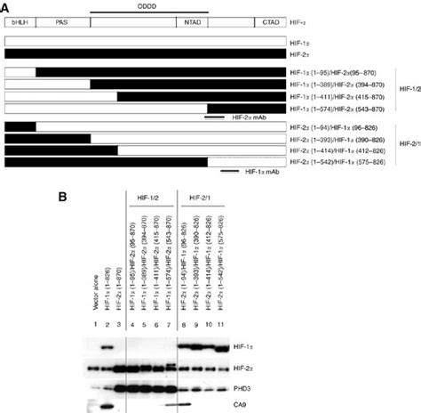 Use Of Chimaeric Hif To Define Hif Domains Determining Download