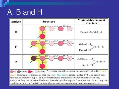 H Antigen Expression At Frank Jimenez Blog