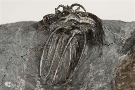Super Rare 85 Radiaspis Trilobite Issoumour Morocco 202702 For