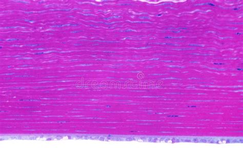 Cornea Stock Image Image Of Ocular Microscope Histology 303600109