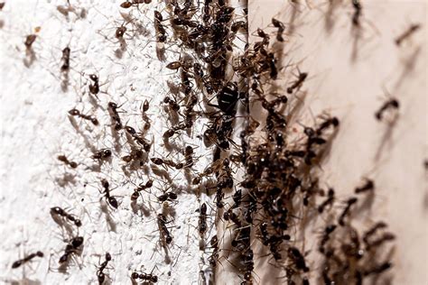 How To Deter Ants For Good With 1 Natural Item Pest Experts Love