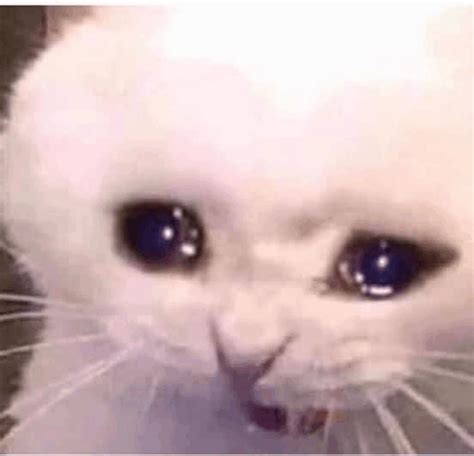 Michi Triste Meme Michi Triste Descubrir Y Compartir S