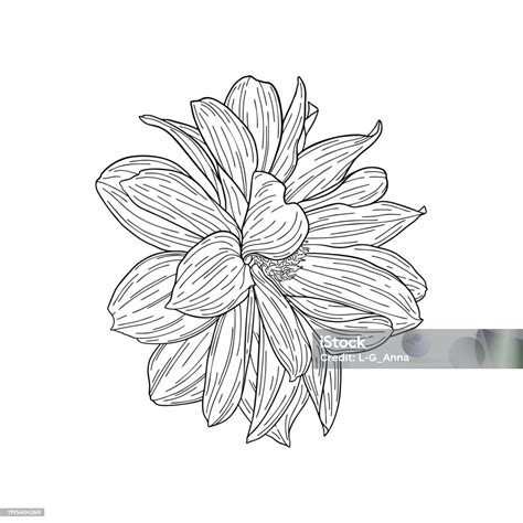 달리아 잉크 스케치 흰색에 격리 명함 배너 포스터 포장 직물 노트북 초대를 위한 패션 꽃 무늬 그리기에 대한 스톡 벡터 아트 및 기타 이미지 Istock
