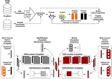 Schematic Representation Of Protein Binding Interactions 18 Download Scientific Diagram