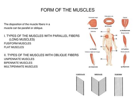 Semmelweis University Faculty Of Medicine Ppt Download