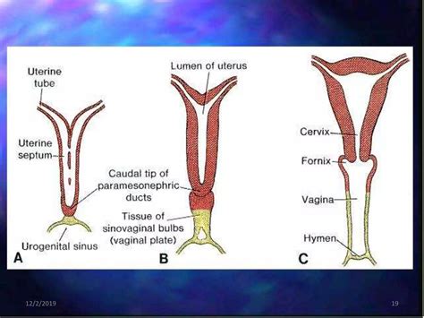 Female Genital Tract Pptx