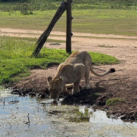 Schotia Safaris Private Game Reserve All You Should Know Before Going