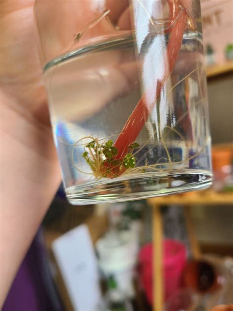 Begonia Rex Propagation From Stem Now What R Houseplants