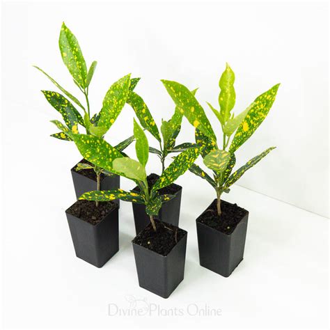 Codiaeum Variegatum Mixed Divine Plants Online Shop