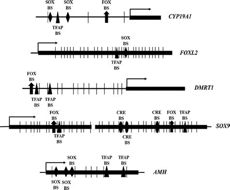 Structural Schematics Of Cyp19a1 Dmrt1 And Amh 5 Flanking Region And