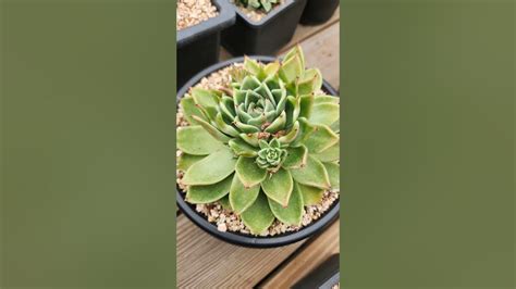 대품다육 모음 다육이분갈이 다육이화분 화분 선물추천 다육이키우기 전국배송 인천다육이 착한마녀 Youtube