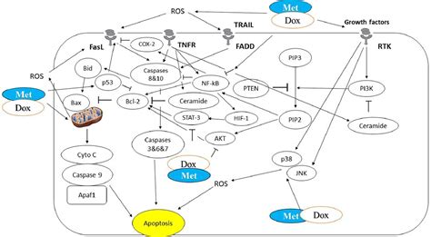Doxorubicin Definition Structure Cardiotoxicity Applications And
