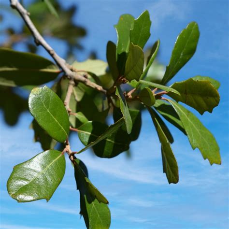Shop Stunning Live Oak Tree Quercus Virginia For Your Landscape Buy