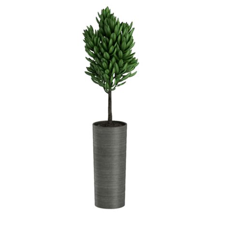 Tree Pot Pngs For Free Download