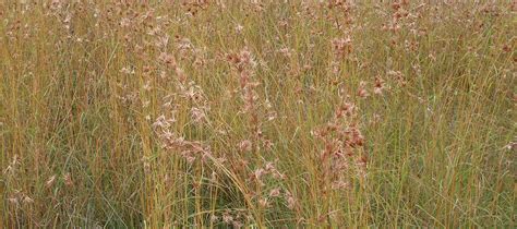 Kangaroo Grass Environment Canterbury