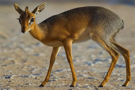 Damara Dik Dik Hunts Outdoors International