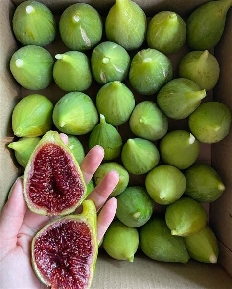 Ідеї на тему Cute 520 на дошці 2025 фокс терєр хромбук