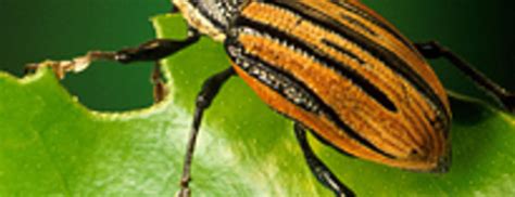Cisr Diaprepes Root Weevil Center For Invasive Species Research