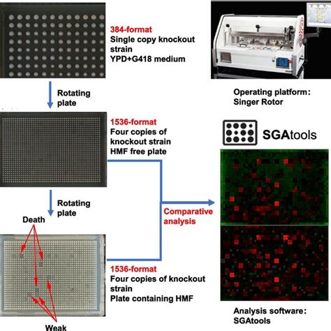 Technical Route Of Sensitivity Analysis Of Whole Genome Knockout