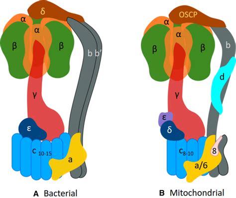Atp Synthase Structure