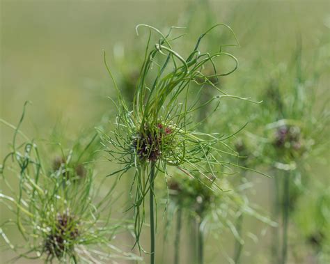 Allium Hair Bulbs — Buy Online At Farmer Gracy Uk