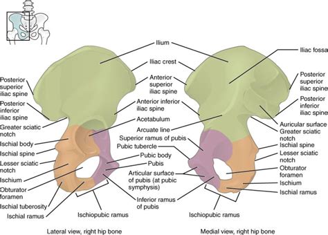 Bony Pelvis Bones Ligaments Vasculature Geeky Medics