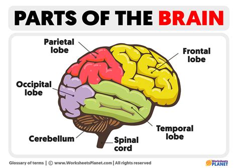 Parts Of The Brain And Functions