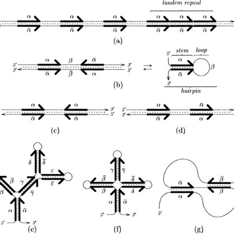 A Direct Repeats B Inverted Repeats C Mirror Repeats D