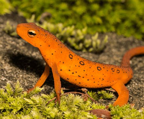 Newts And Salamanders Identification Adult Male Red Spotted Newt