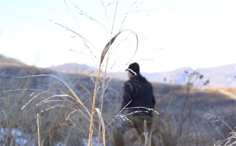 Best Time To Frost Seed Switchgrass For Deer Whitetail Habitat Solutions